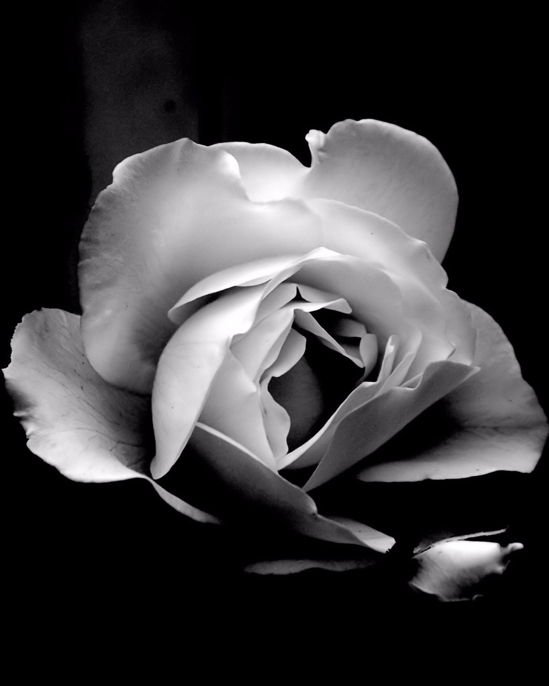 NOLLET Christine | Serenity